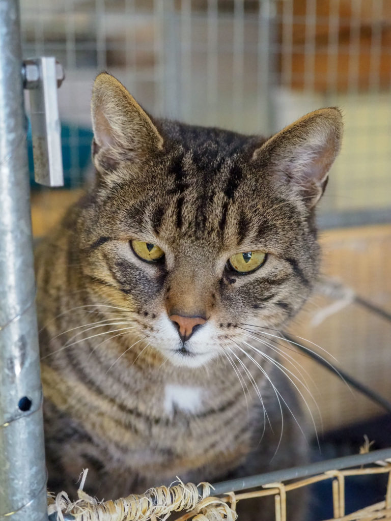 Kater Ben will ein neues Zuhause ganz für sich allein - durfte in sein ...