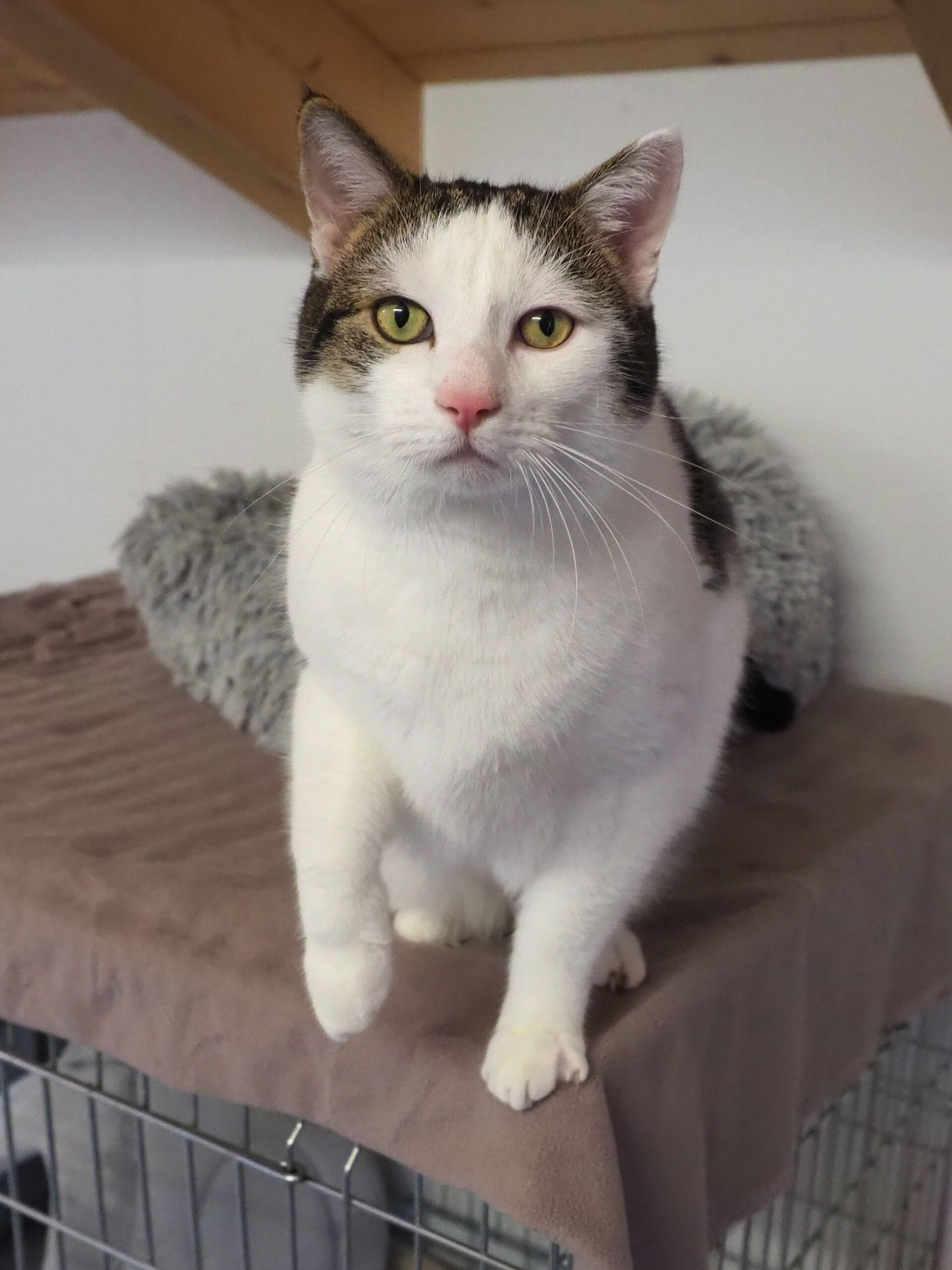 Diva & Angel – Ein Herz und eine Seele suchen ein Zuhause! +++haben ...