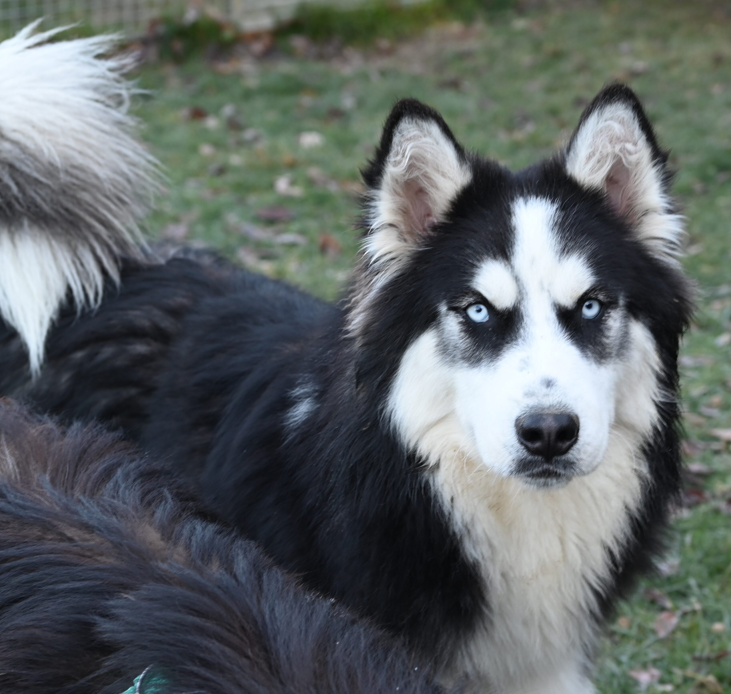 Alarik - hat ein Zuhause gefunden | Tierschutzbund